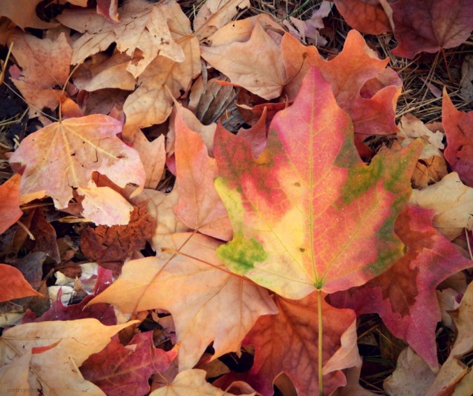 how an ending always signals a new beginning | Poetry Joy