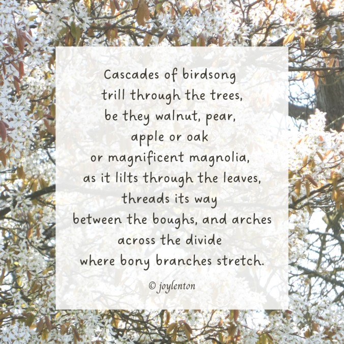 Poetry Joy | sensing the sacred in the everyday